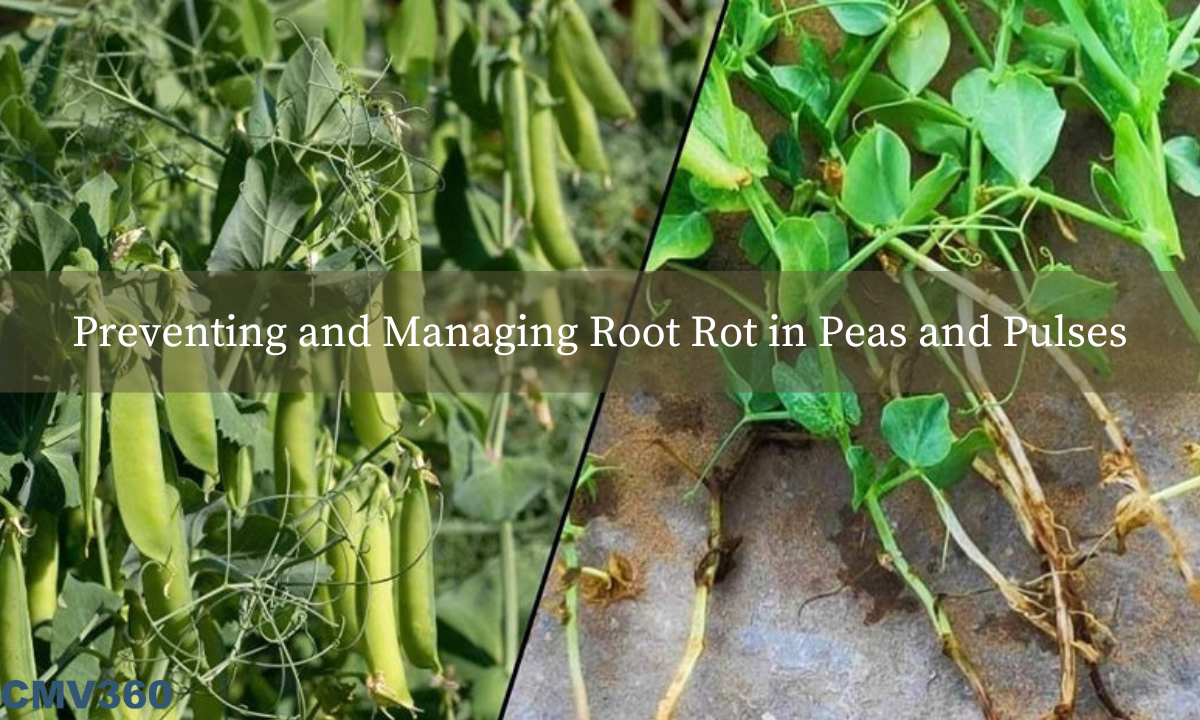 Guide to Preventing and Managing Root Rot in Peas and Pulses