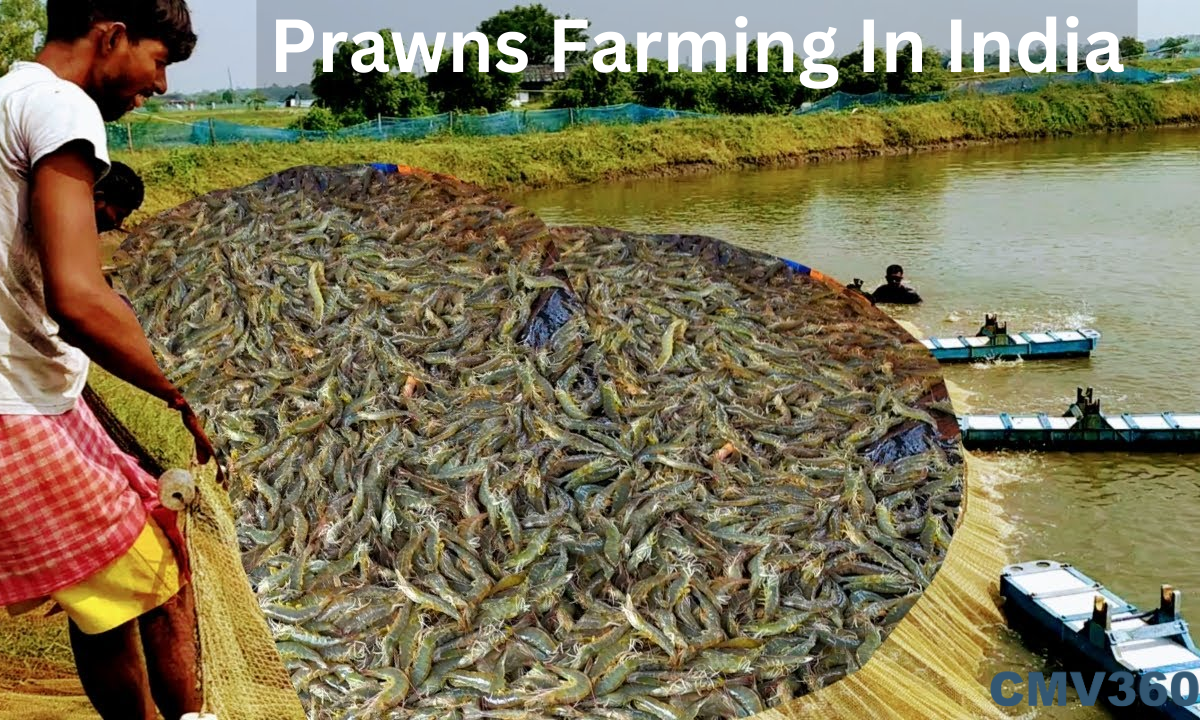 Prawns Farming In India: A Comprehensive Guide