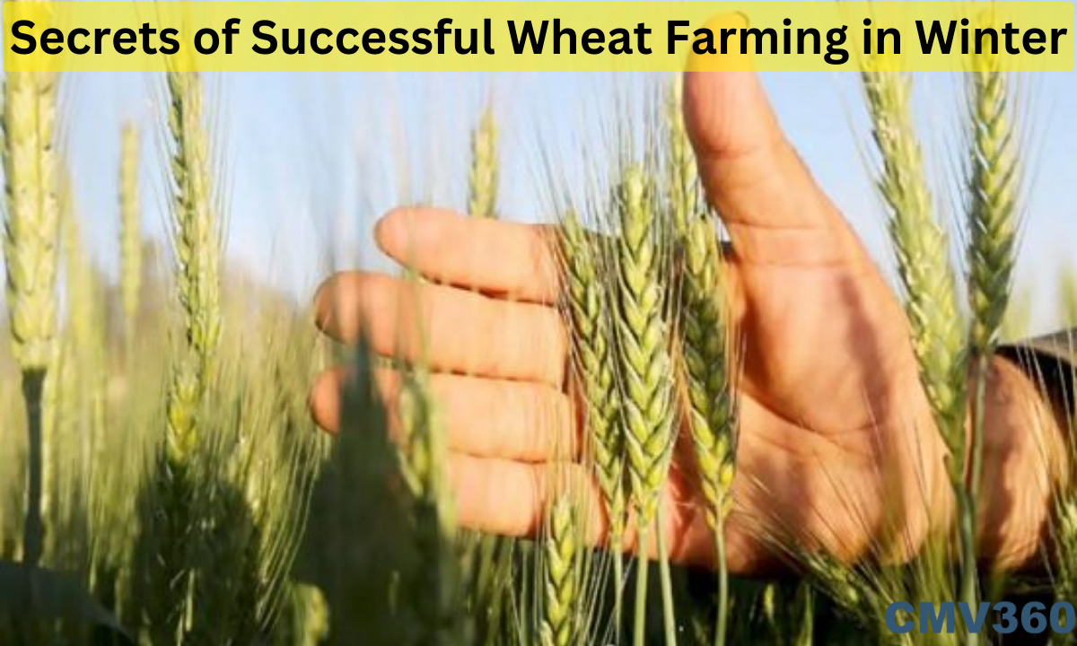 The Secrets of Successful Wheat Farming in India’s Cold Months