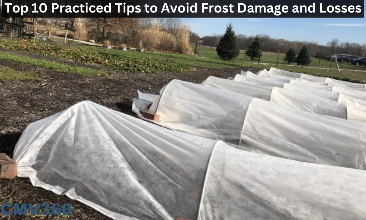 Top 10 Practiced Tips to Avoid Frost Damage and Losses