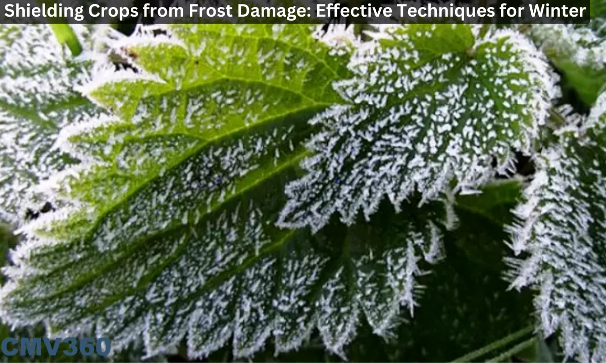 Shielding Crops from Frost Damage: Effective Techniques for Winter
